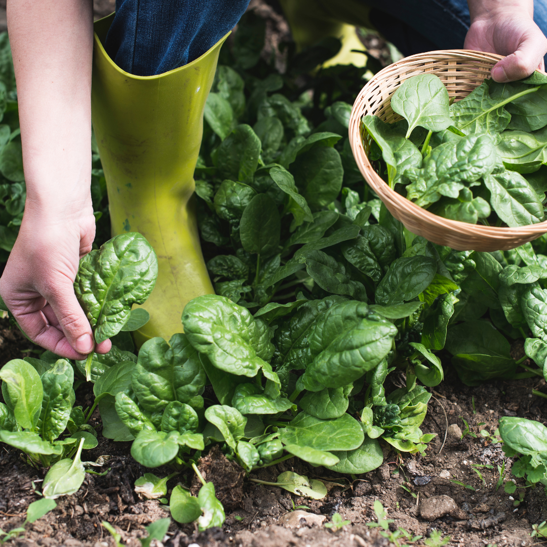 Ethical Eating – Savour Calgary